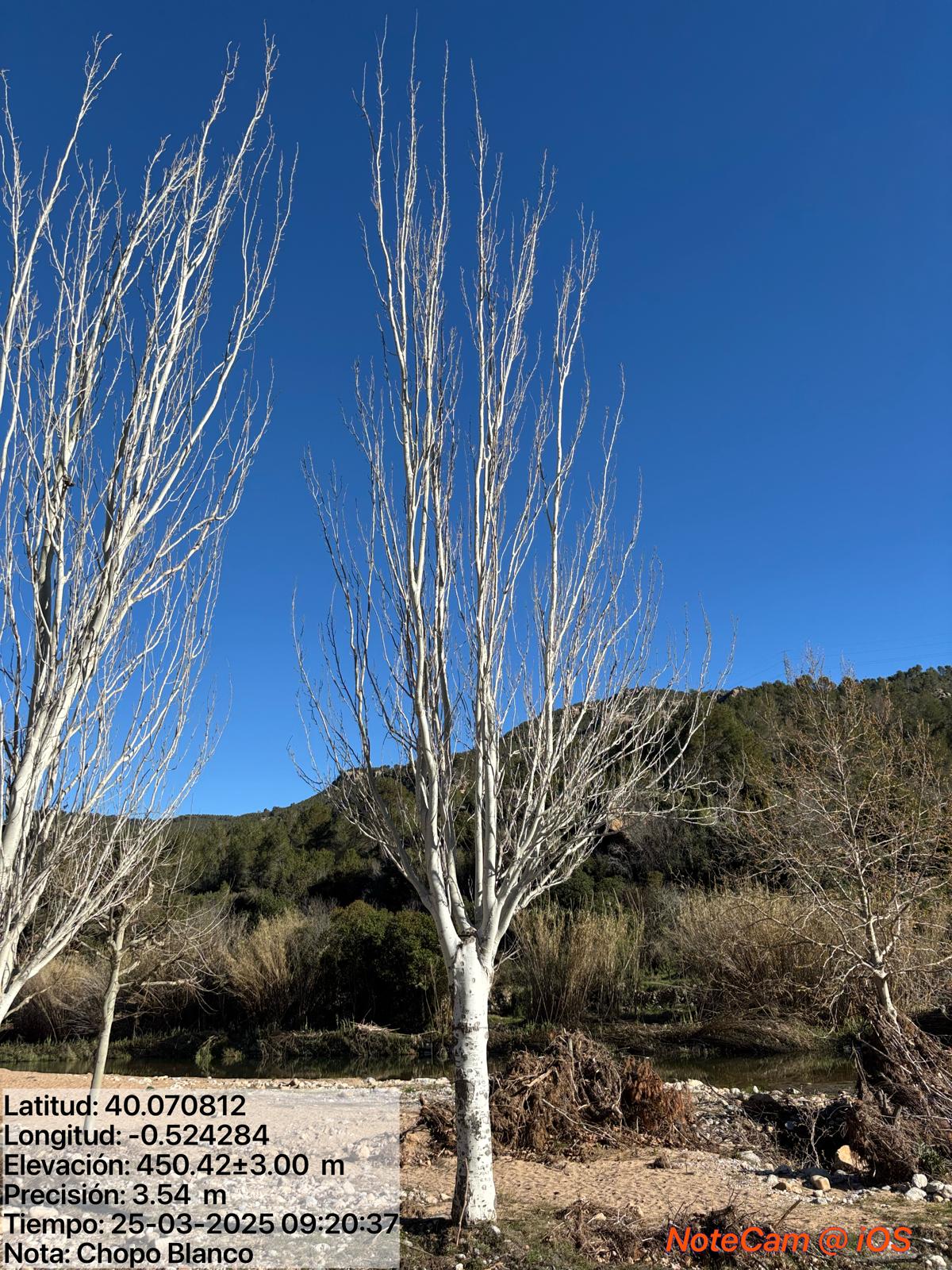 Álamo blanco (Populus alba) | NutriFarmacia